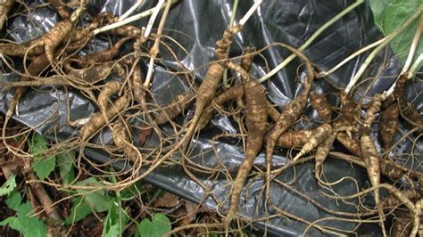 Fines Prison Time Possible For Illegal Ginseng Harvesting During Pause
