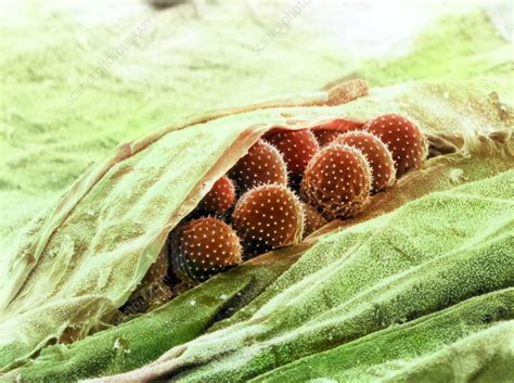 Rust On Wheat SEM Stock Image C058 7022 Science Photo Library