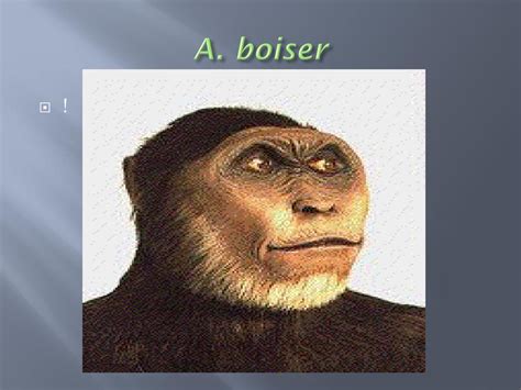 Human Evolution Ppt Download