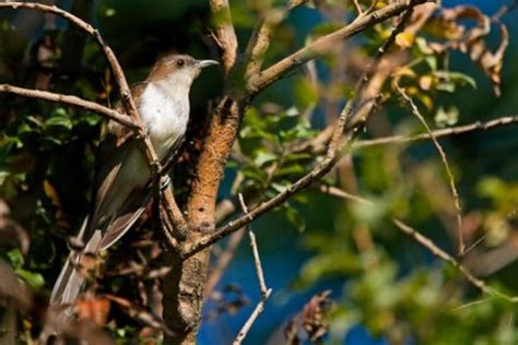 Black Winged Kite Identification Guide Bird Spot