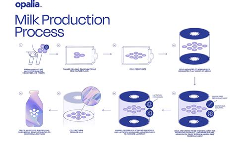 Cow Milk Production Process Cow Milk Production Process