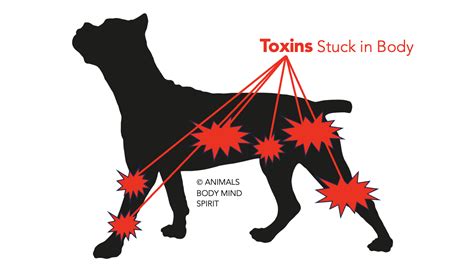 Limping Animals Body Mind Spirit