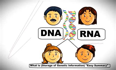 Dna Rna की सरल रचना में 3 मुख्य अंतर की जानकारी 3 Main Differences In