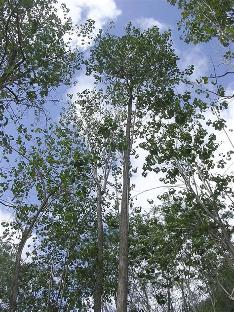 Blue Mahoe Tree