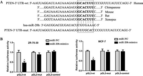 Mir 20b Directly Targets The 3′ Utr Of Pten A Sequence Alignment Of