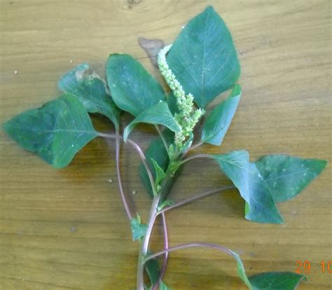 Amaranthus Amaranthus Spp In Orissa