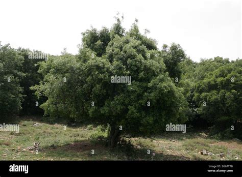 Palestine Oak Trees Or Quercus Calliprinos In Upper Galilee Remnant Of