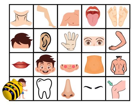 Podložka Pod Bee Bot Ľudské Telo Mudrlantko