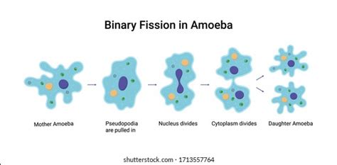 49 Binary Fission Reproduction In Amoeba Images Stock Photos Vectors Shutterstock