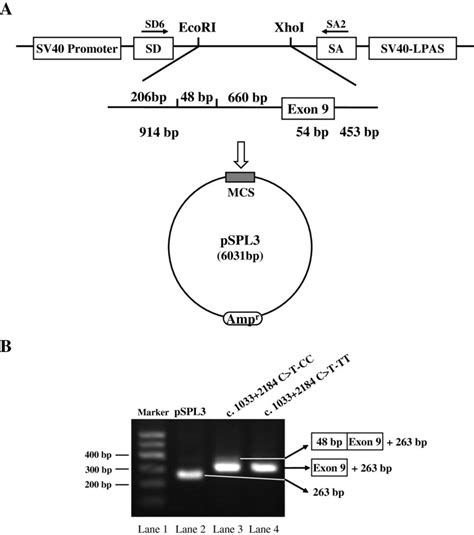The Exon Trapping Vector Pspl3 Used To Assay Snp Function A The