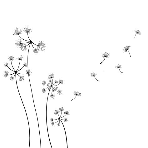 Dandelion Seed Drawing