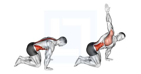 Dumbbell External Rotation Guide Benefits And Form