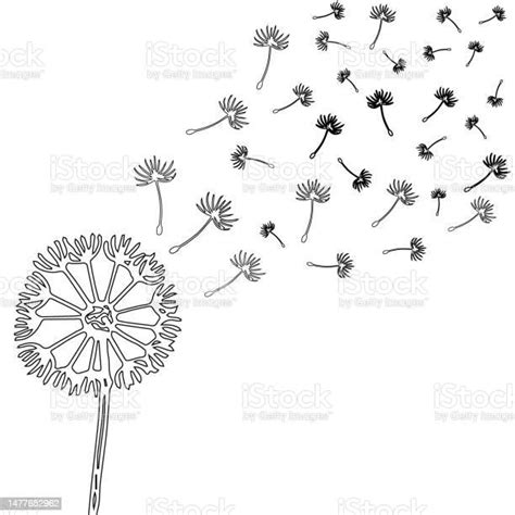 흰색 바탕에 검은 민들레의 실루엣 검은 민들레 씨앗이 바람에 펄럭입니다 10회 검은색에 대한 스톡 벡터 아트 및 기타 이미지