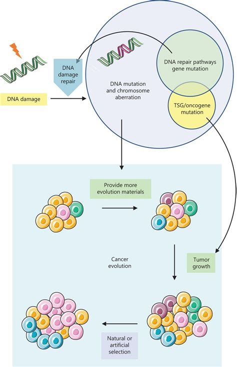Dna Mutation Cancer