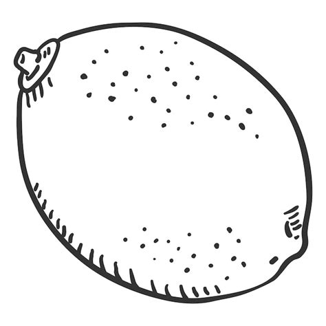 Premium Vector Vector Sketch Lime Fruit