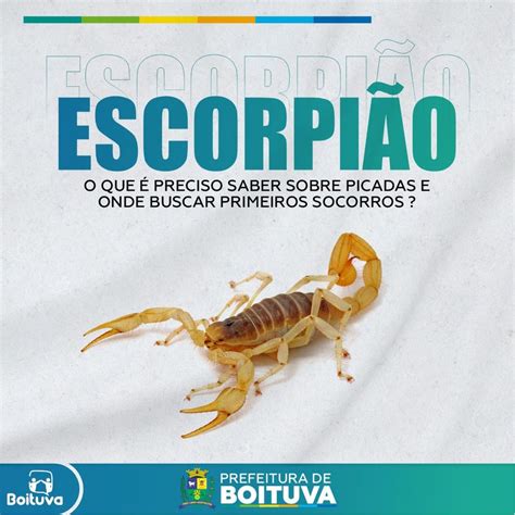 Picada De EscorpiÃo O Que É Importante Saber Prefeitura De Boituva
