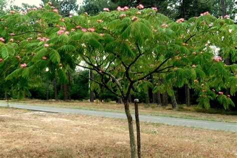 Японская Акация Фото Выращивание И Уход – Telegraph
