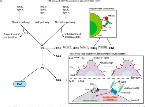 Figure 2 From The Immunoglobulin Igg Fc Receptor And Complement Triangle In Autoimmune Diseases