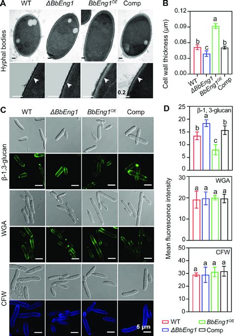 Cell Wall Structures Of B Bassiana Wild Type And Mutant Strains A B