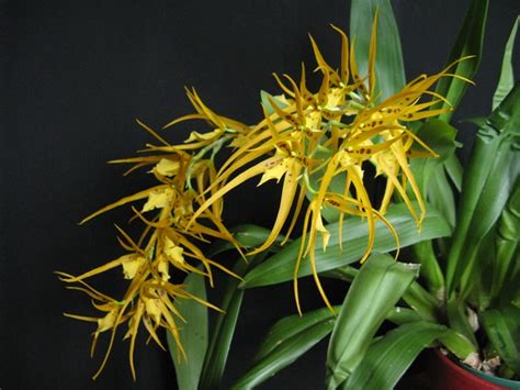 Brassadamivada201105162 Cloodie Flickr