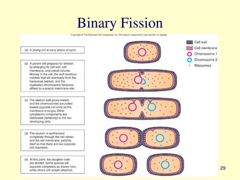 Examples Of Binary Fission PaymentsGros
