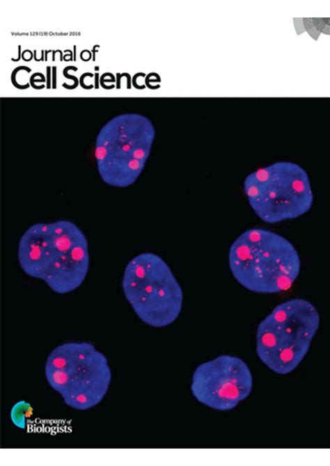 Pdf Human Satellite Iii Non Coding Rnas Modulate Heat Shock Induced