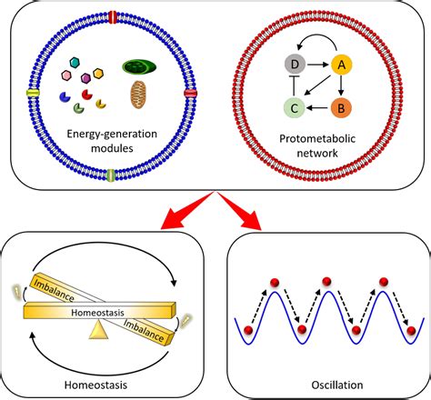 浙江大学田良飞研究员 Trends In Chemistry综述：构建可自我维持的人造细胞策略中国聚合物网科教新闻