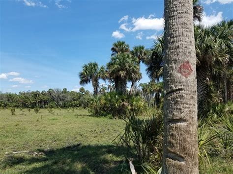 Lake Jesup Conservation Area Fl Bike Hike E Z Map 15 Photos