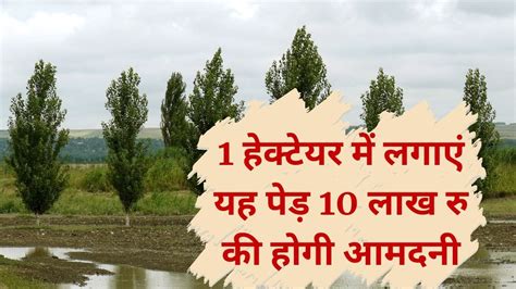 किसान अपने बच्चों का भविष्य करें सुरक्षित 1 हेक्टेयर में लगाएं यह पेड़ 10 लाख रुपए की होगी