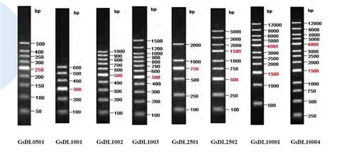 Takara10000marker图谱 千图网