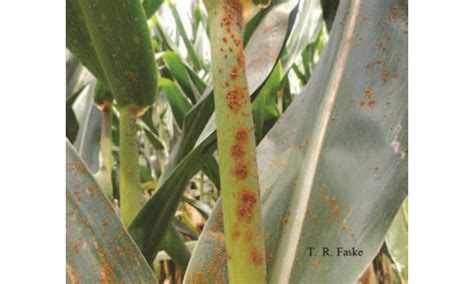 Common And Southern Rust In Field Corn Land Grant Press