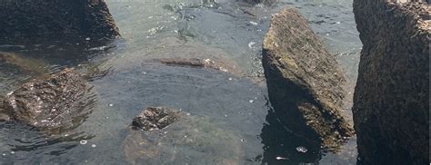 Five Python Packages That A Total Beginner In Data Science Must Know By Everalda Soares