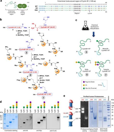 Indrajit Sahu Phd On Linkedin The 20s As A Stand Alone Proteasome In Cells Can Degrade The