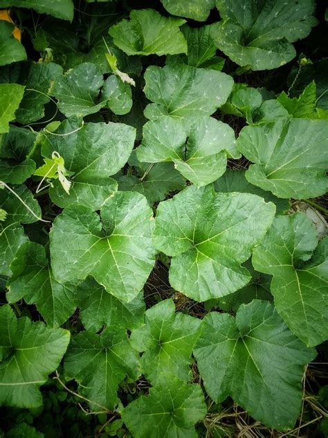 Cucurbita Pepo Is A Cultivated Plant Of The Genus Cucurbita It