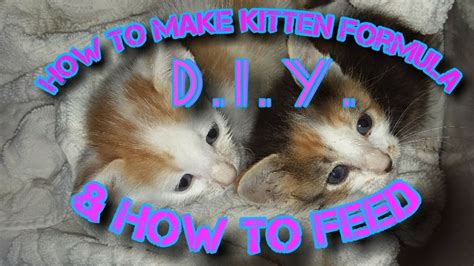 DIY TUTORIAL Feeding Kittens Homemade Formula YouTube