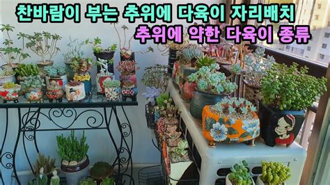 다육이♡ 찬바람이 부는 추위에 다육이 자리배치 💓 추위에 약한 다육이 종류💓 Youtube