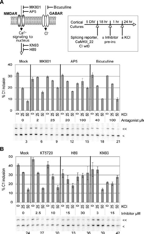 Test Of Inhibitors Of Nmda Receptors And Signaling Pathways On The Ci