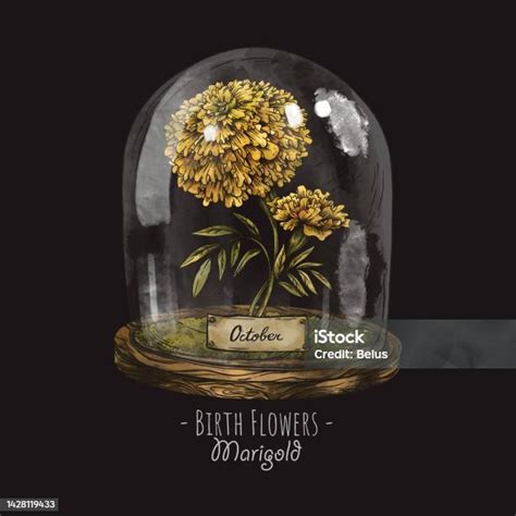 빈티지 손으로 그린 탄생 달 꽃 마리골드 꽃 10월 마법의 꽃 일러스트 10월에 대한 스톡 벡터 아트 및 기타 이미지 10월 고풍스런 광대버섯속 Istock