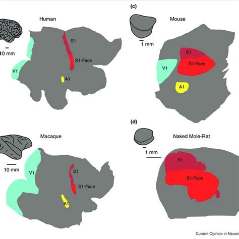Macaque Cortical Face Processing Network Lateral View Of Macaque Brain Download Scientific