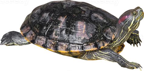 Red Eared Slider Turtle Trachemys Scripta Elegans Is Creeping And Raise