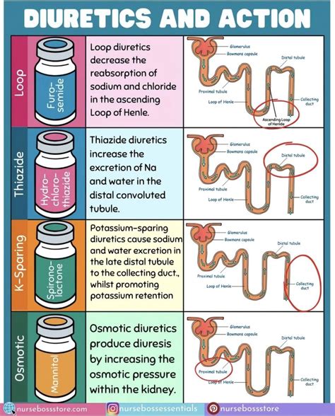 𝗗𝗜𝗨𝗥𝗘𝗧𝗜𝗖𝗦 𝗔𝗡𝗗 𝗔𝗖𝗧𝗜𝗢𝗡 𝗠𝗔𝗗𝗘 𝗘𝗔𝗦𝗬 Types Of Diuretics 1 Thiazide Diuretics 🟣 Example