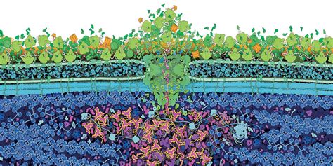 Did You Know Hibit Blotting Can Provide Greater Sensitivity Than