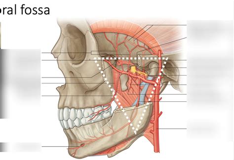 Arteries In The Infratemporal Fossa Diagram Quizlet
