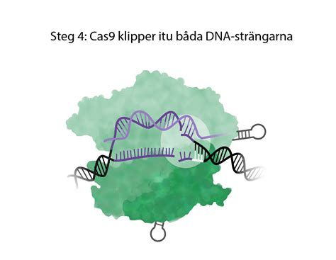 Cas9 4 Gentekniknämnden