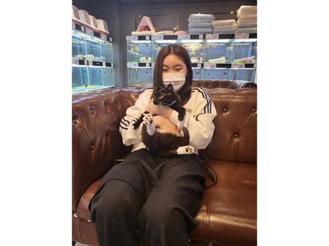 코숏 까루 애완견성격 반려견성격 소형견크기 중형견크기 미니비숑프리제크기 토이푸들크기 골든리트리버크기 래브라도리트리버크기 닥스훈트크기 도베르만크기 말티치크기 말티폼크기 보더