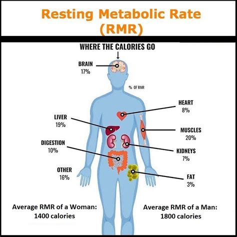 Metabolic Rate Release 298 The Macrofactor Equation Rmacrofactor