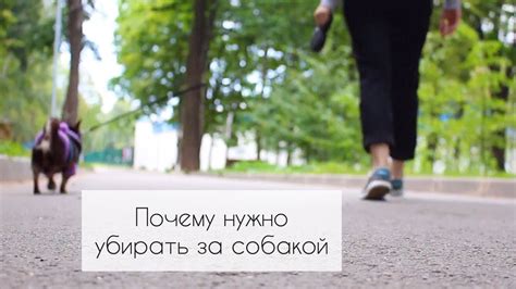 ПОЧЕМУ НАДО УБИРАТЬ ЗА СОБАКОЙ - YouTube