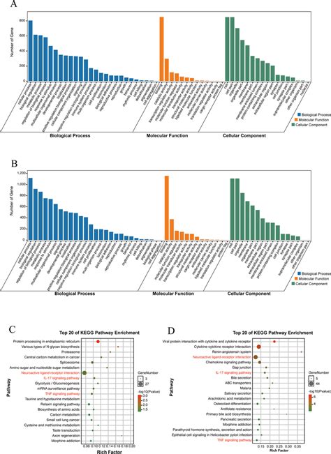 Go And Kegg Enrichment Analysis Of The Degs A And B Go Annotation Of