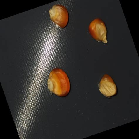 Rice Grain 5 Object Detection Dataset And Pre Trained Model By Rice Grain