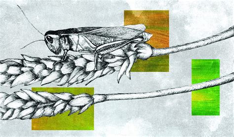 bug off the neural effects of insecticides